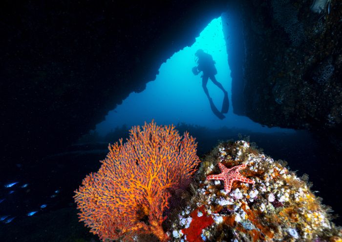 The best diving sites in NSW | Visit NSW