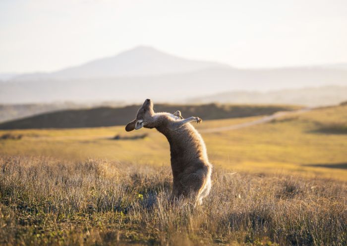 Animals in the wild | Visit NSW