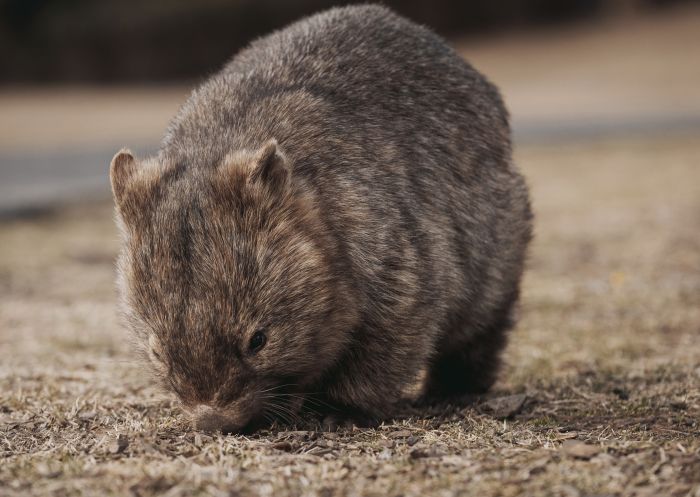 Where to find Australia’s cuddliest animals in NSW |Visitnsw.com