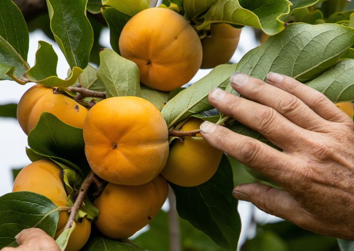 Where to go fruit picking in NSW | Visit NSW