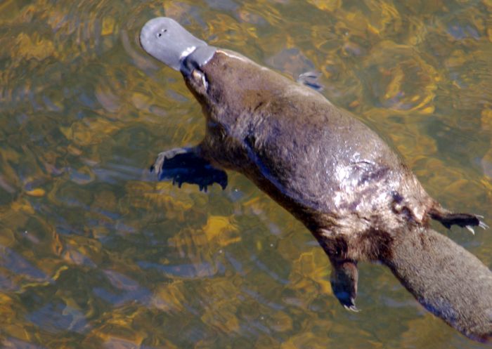 Animals in the wild | Visit NSW