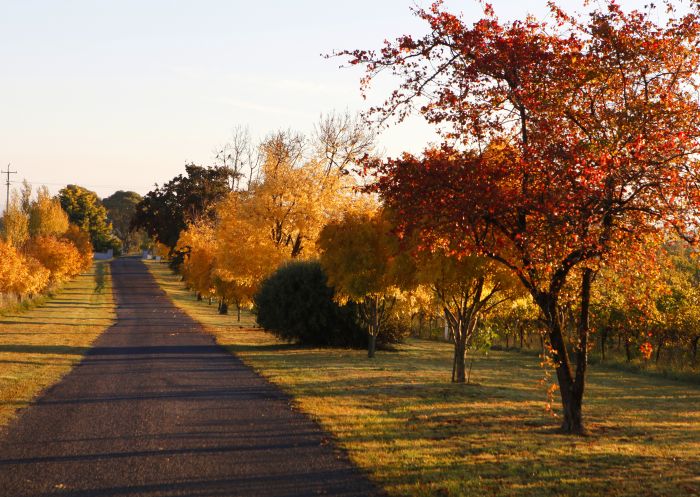 The best places to see NSW's autumn colours | Visit NSW