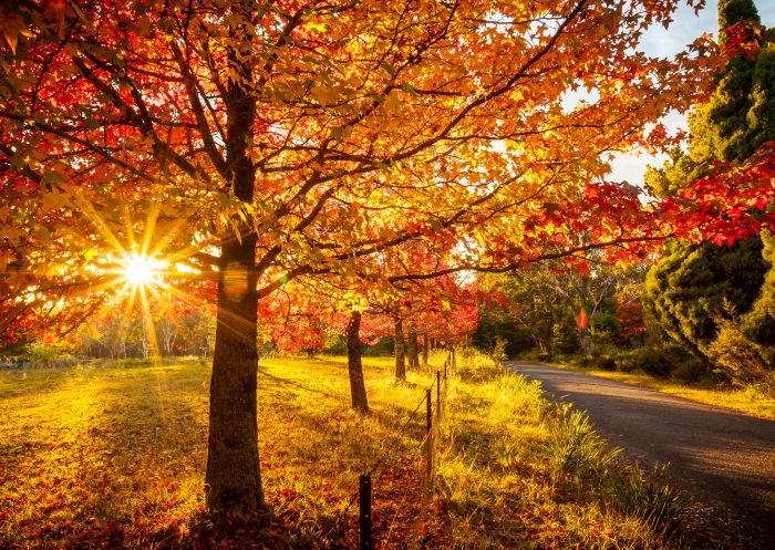 The best places to see NSW's autumn colours | Visit NSW