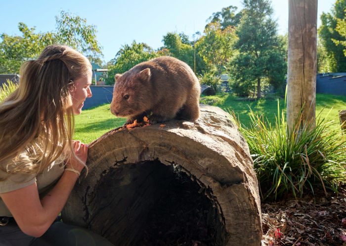 Zoos & wildlife encounters in NSW | Visit NSW
