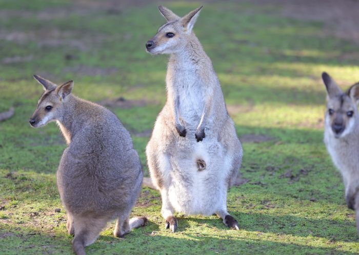 Top nature & wildlife experiences in Port Macquarie | Visit NSW