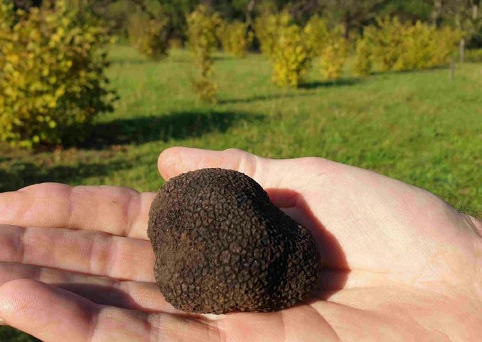 Where to go truffle hunting in NSW | Visit NSW