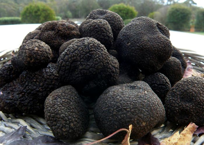 Where to go truffle hunting in NSW | Visit NSW