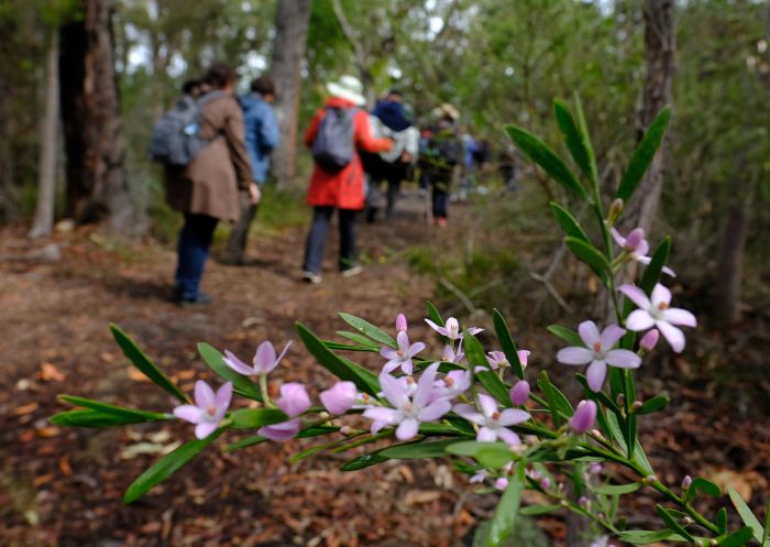 Where to find NSW’s prettiest wildflowers | Visit NSW