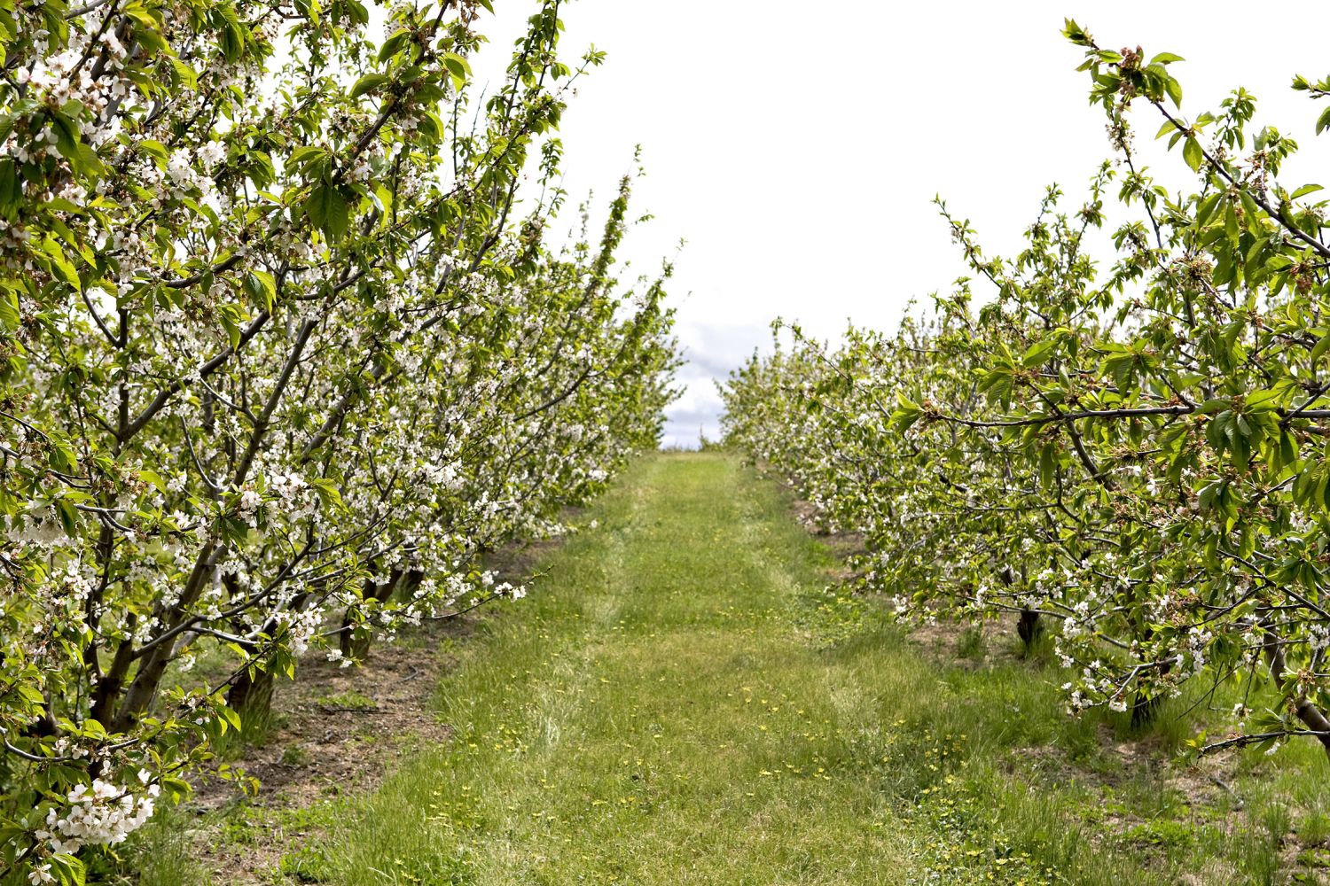 Young and Hilltops Region - Accommodation, Maps & Attractions