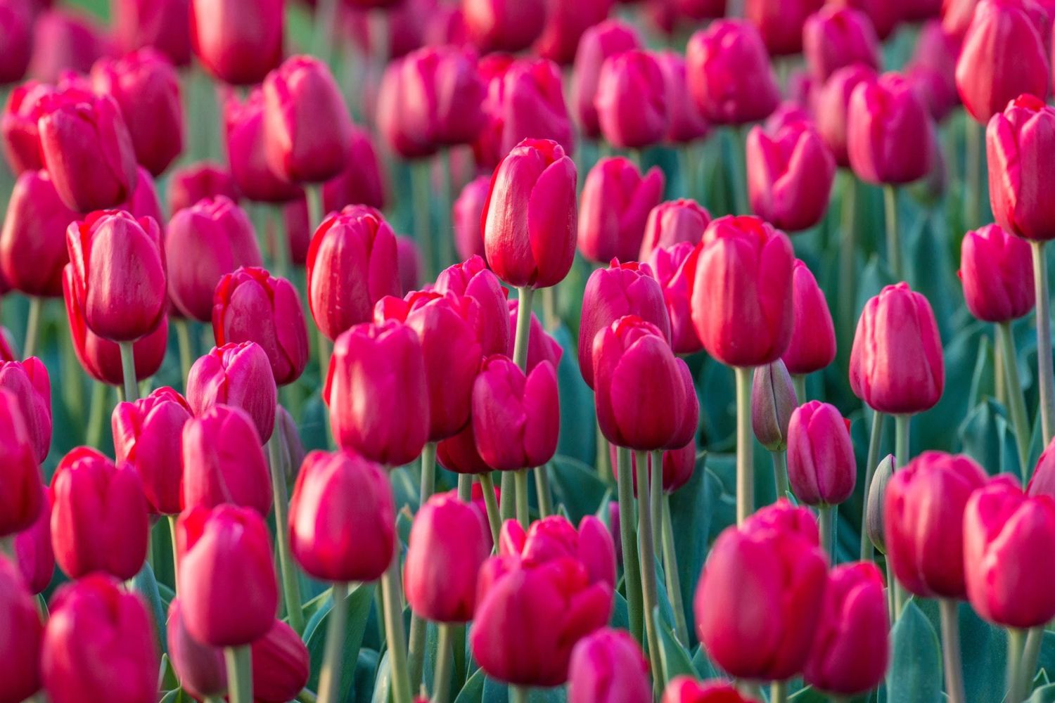 NSW Events, Festivals & What's On in NSW – Visit NSW