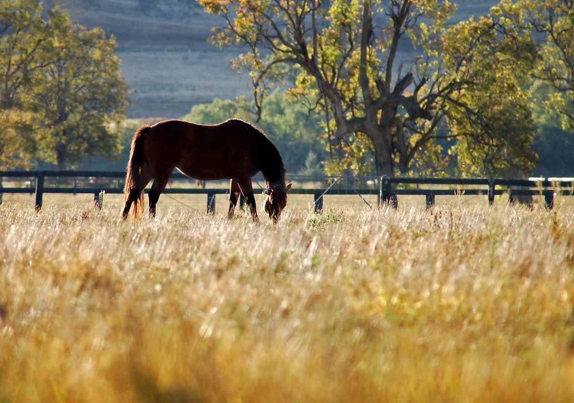 Scone NSW - Plan a Holiday - Things to Do, Maps & Accommodation