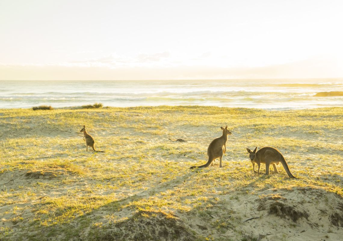 Animals In The Wild NSW -- Plan a Holiday -- National Parks & Wildlife
