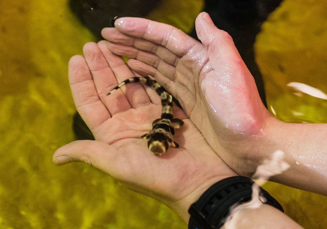 Things to do in Port Stephens - Attractions & Activities