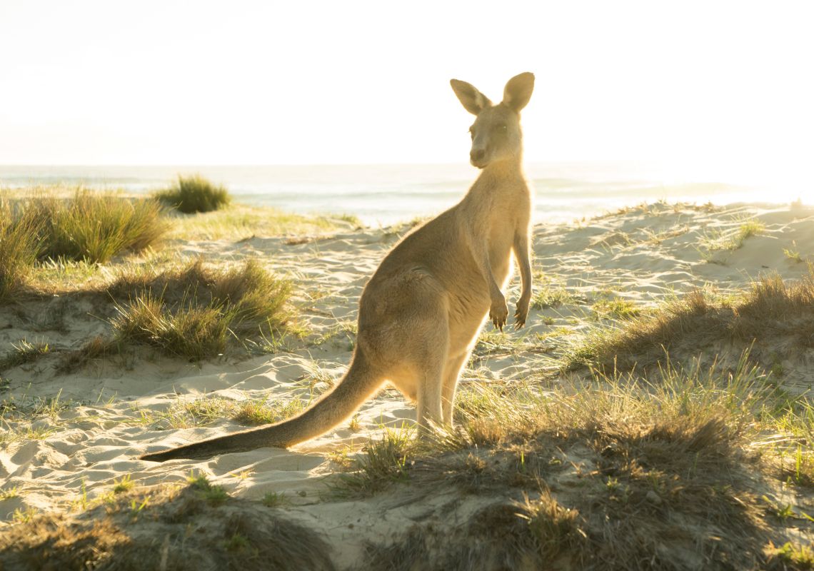 Bodalla - Accommodation, Maps, Attractions & Events