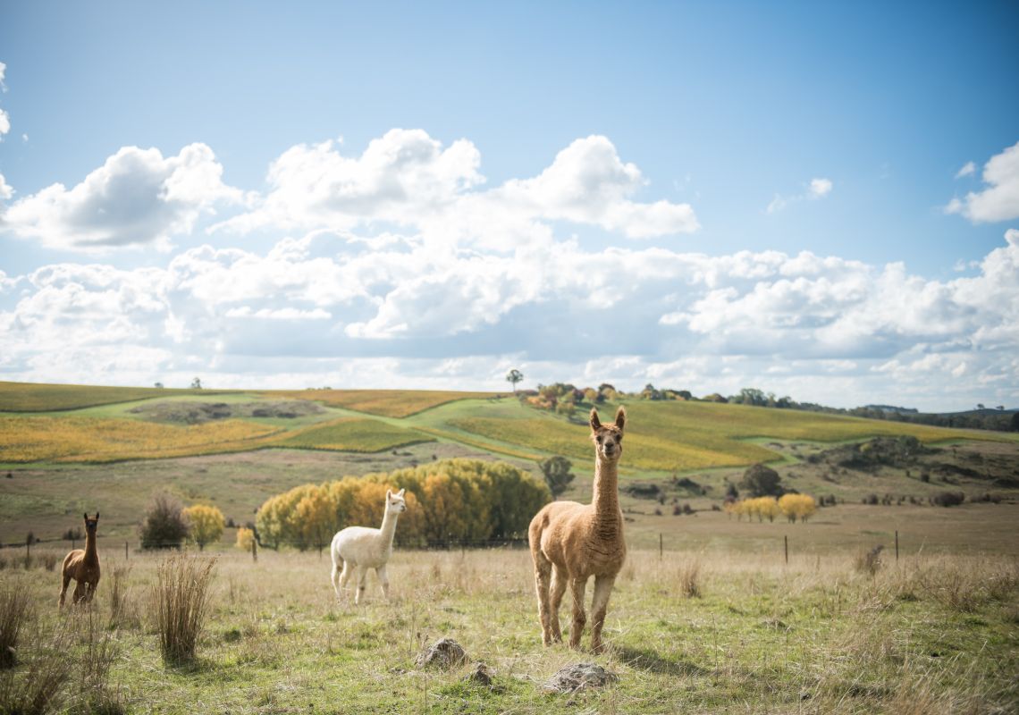 Molong, Orange Area NSW - Attractions & Things To Do