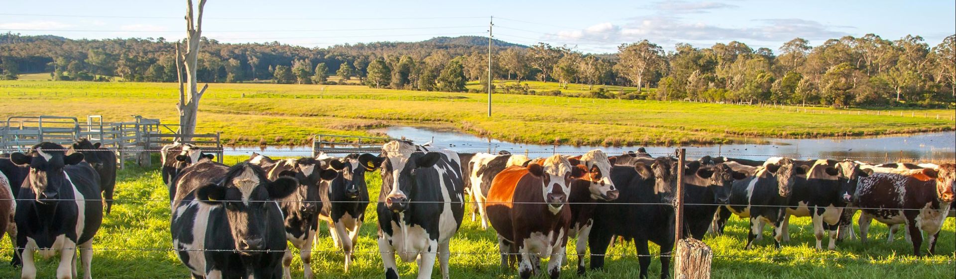 Bodalla - Accommodation, Maps, Attractions & Events