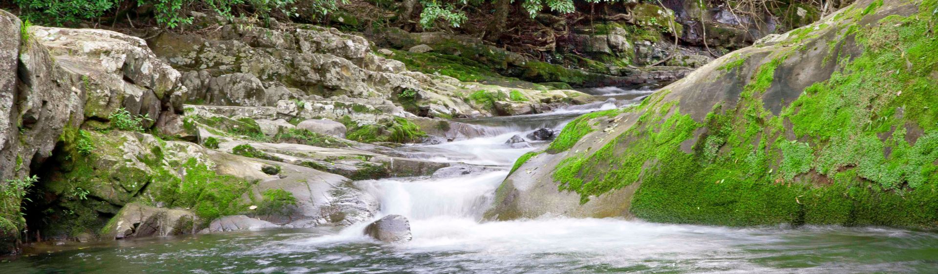 Chichester State Forest - Allyn River | NSW Holidays & Accommodation ...