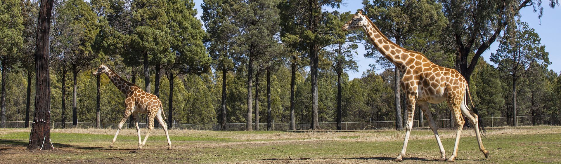 NSW Autumn School Holidays - Family Holidays - Things To Do