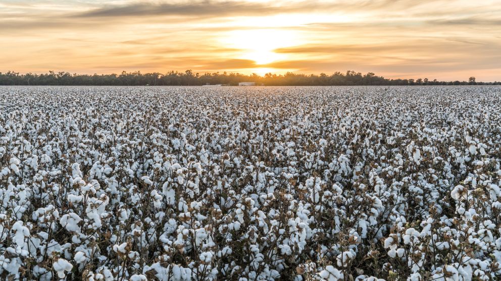 Condobolin NSW - Accommodation, Maps, Attractions & Events