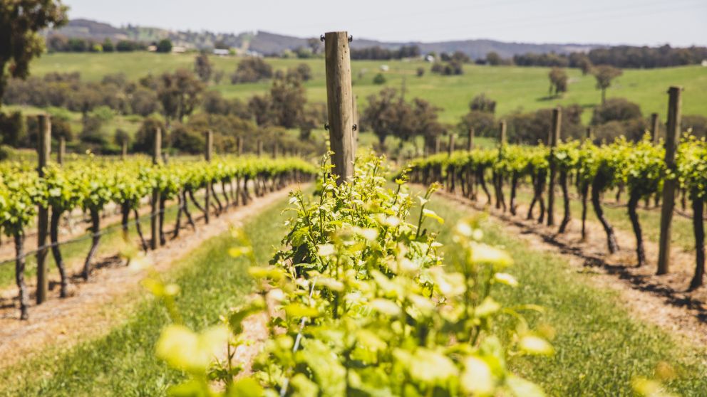 Tumbarumba, Snowy Valleys - Accommodation, things to do & more | Visit NSW
