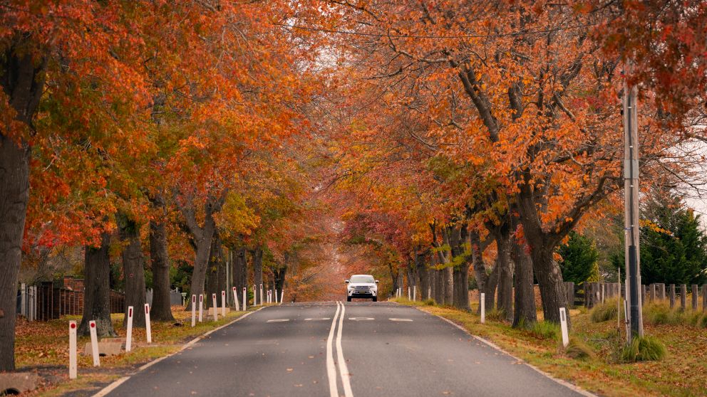 Tenterfield, New England – Accommodation, things to do & more | Visit NSW