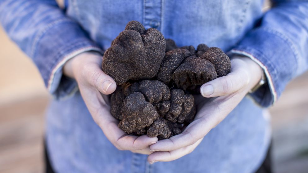 Where to go truffle hunting in NSW | Visit NSW
