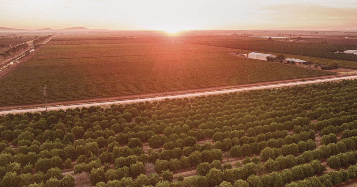 Griffith NSW - Plan a Holiday - Things to Do, Attractions & Hotels