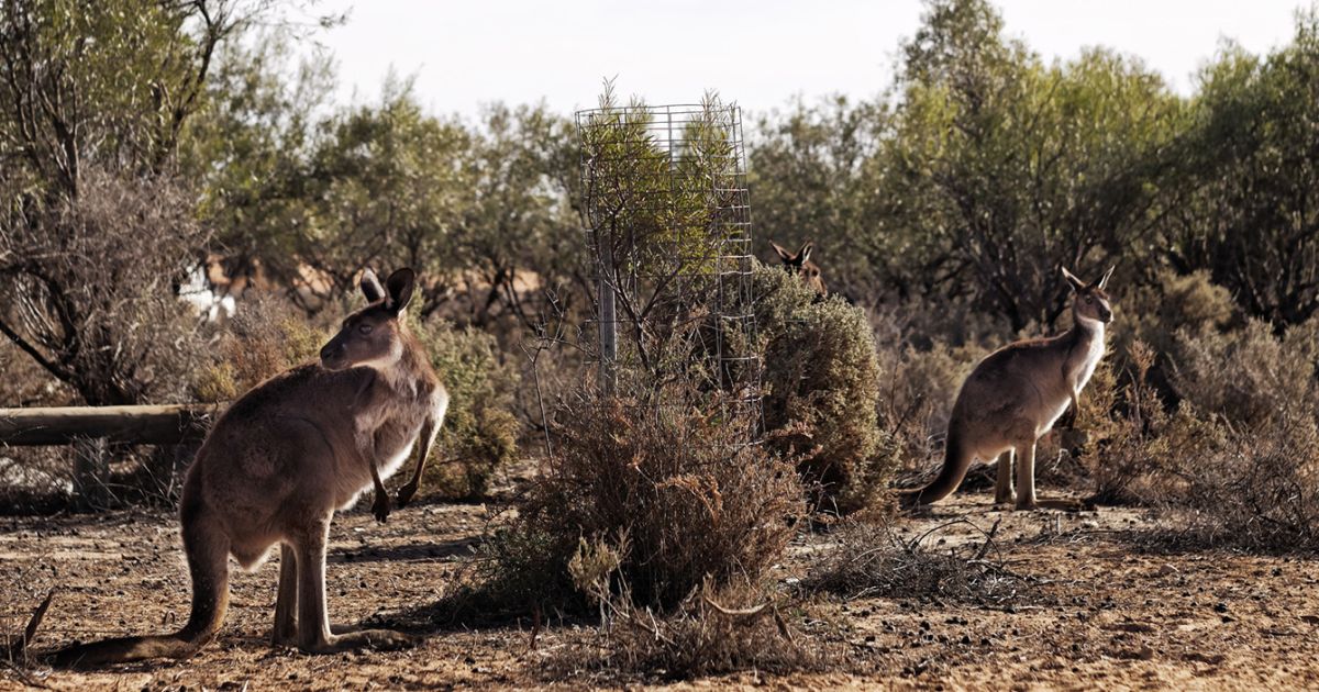 National Parks In Outback NSW - Plan a Holiday - Camping & Attractions