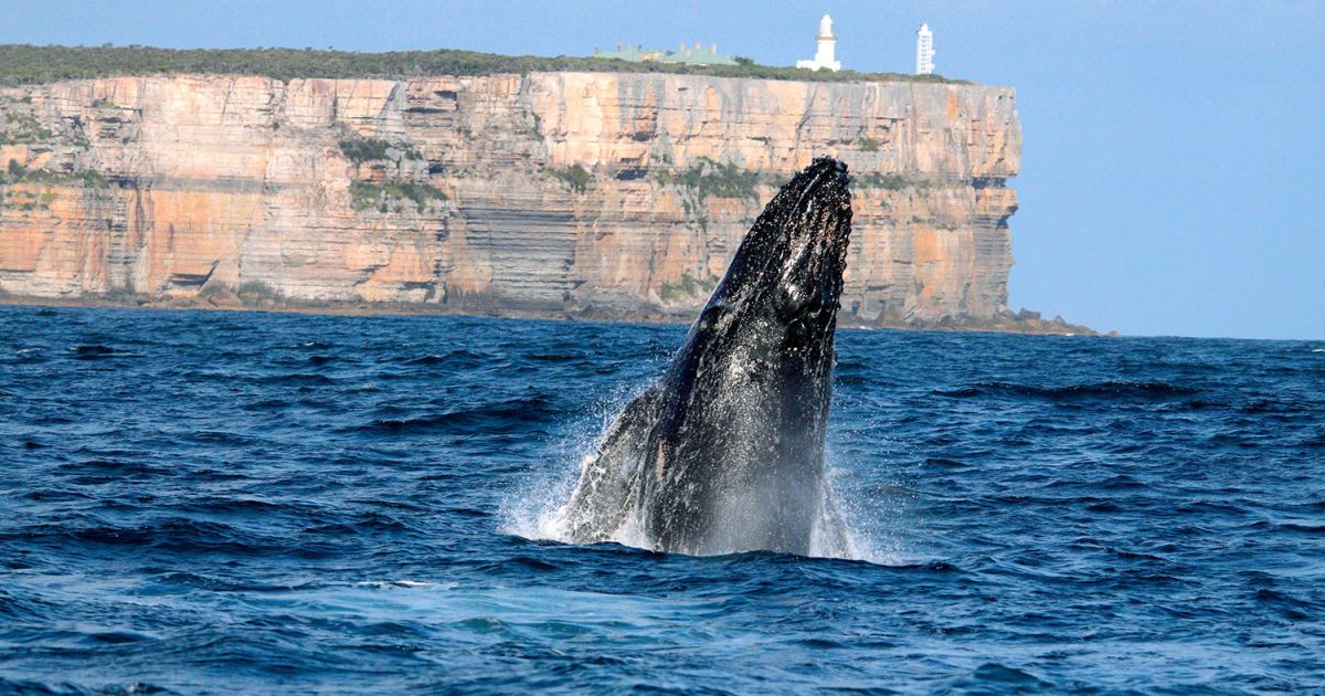 Whale Watching South Coast - Vantage Points & Tours