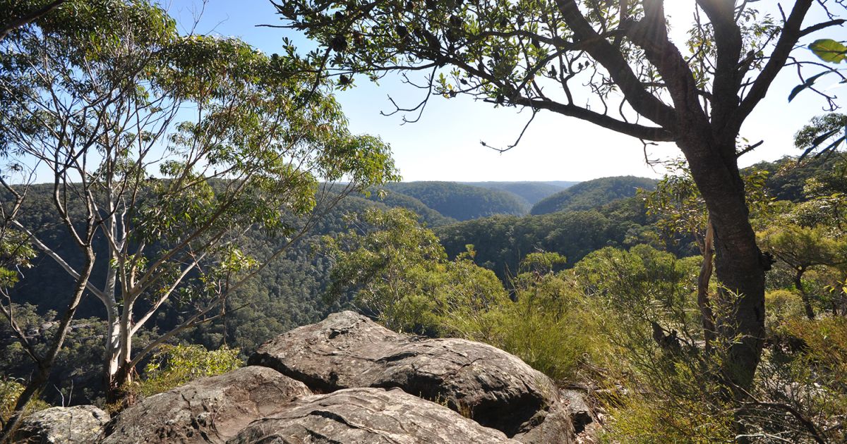 Springwood, NSW – Find Accommodation, Attractions & Walks