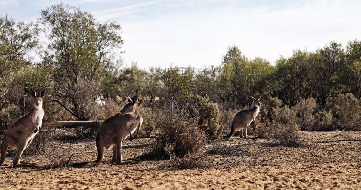 National Parks In Outback NSW - Plan a Holiday - Camping & Attractions