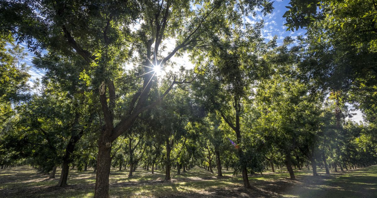 Narrabri - Accommodation, Attractions & Events