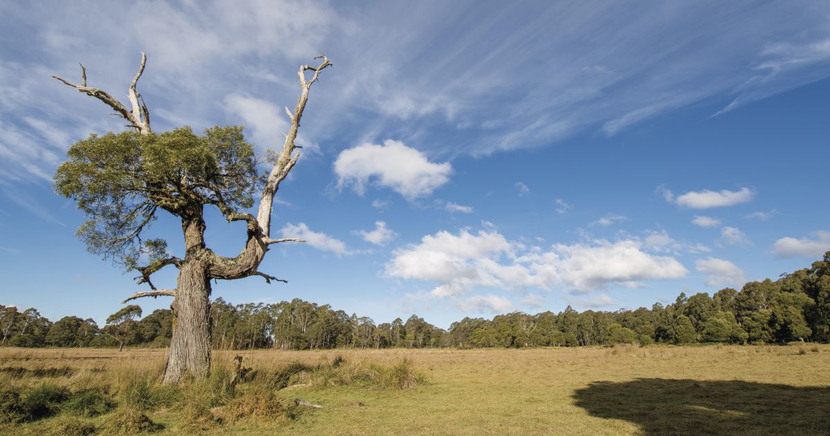 Bombala NSW - Plan a Holiday - Accommodation, Maps & Caravan Parks