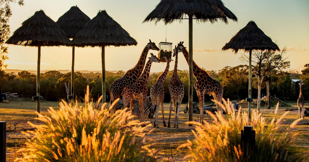 Dubbo, Country NSW - Accommodation, things to do & more | Visit NSW