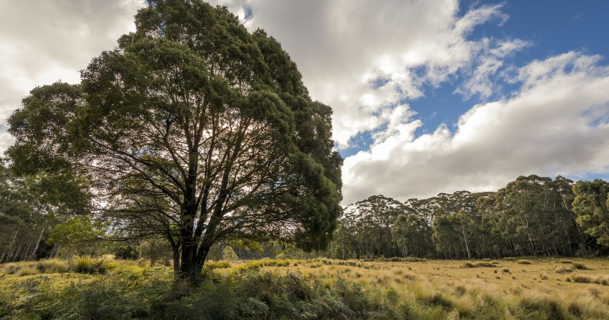Bombala, Snowy Mountains – Accommodation, things to do & more | Visit NSW