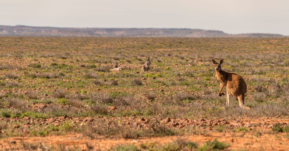 Milparinka, Corner Country – National parks, things to do & more ...