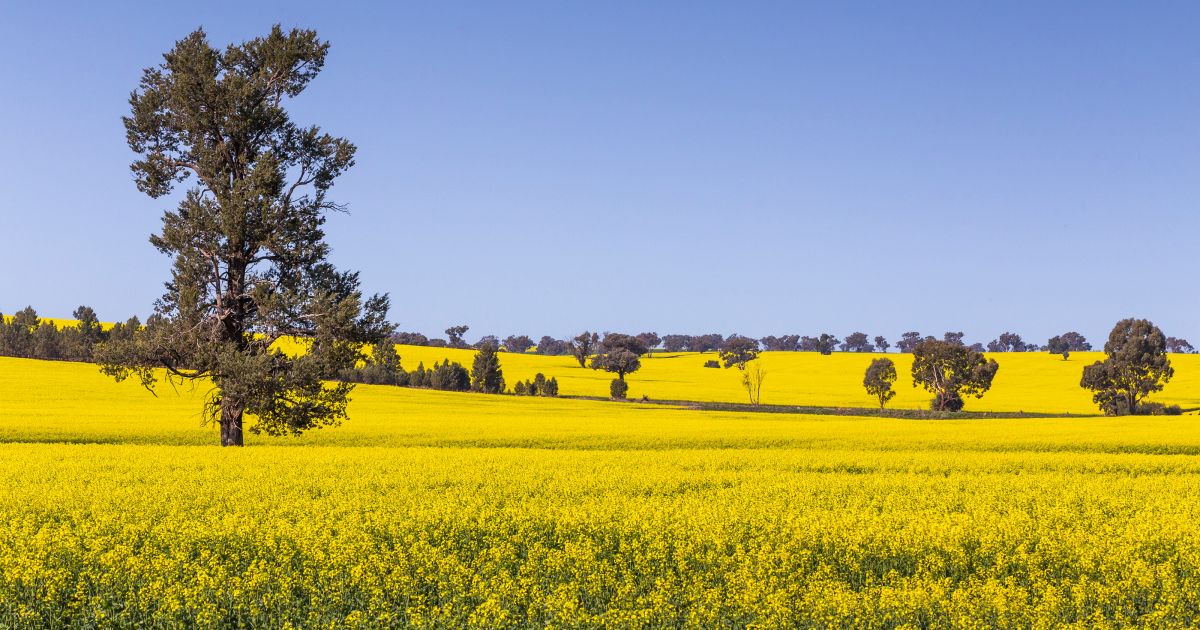 Temora, The Riverina - Accommodation, things to do & more | Visit NSW