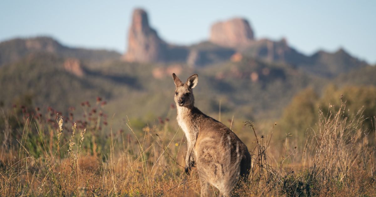 Dunedoo, Warrumbungle area – Accommodation, things to do & more | Visit NSW