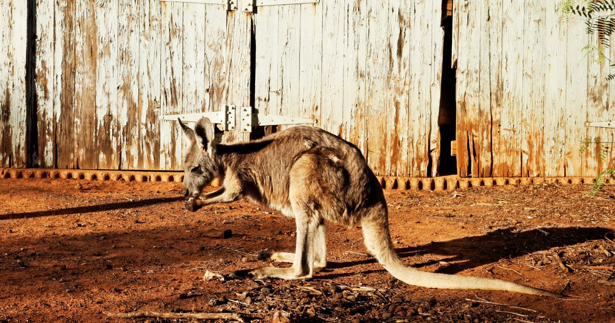 Tilpa, Outback NSW - Accommodation, things to do & more | Visit NSW