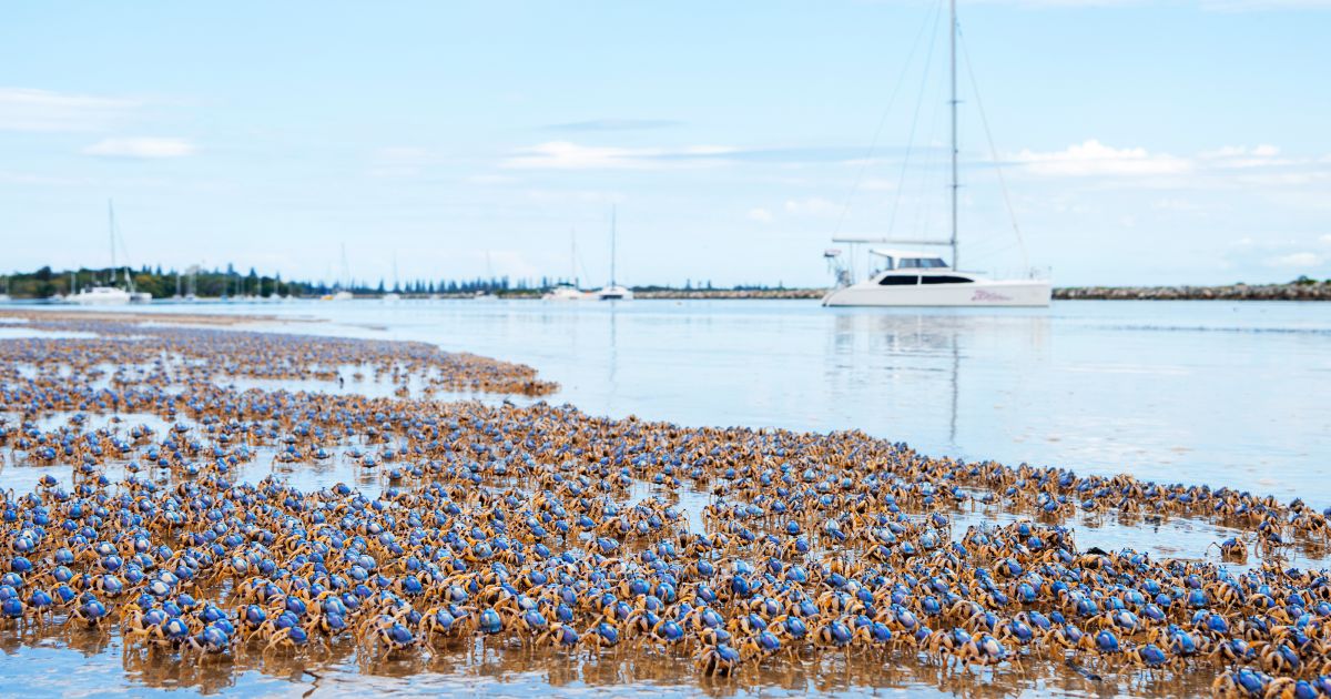 Iluka, Clarence Valley – Accommodation, things to do & more | Visit NSW