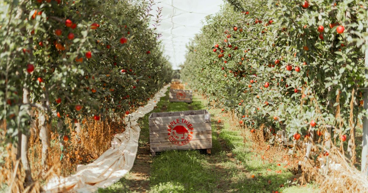 Batlow, Snowy Valleys - Accommodation, things to do & more | Visit NSW