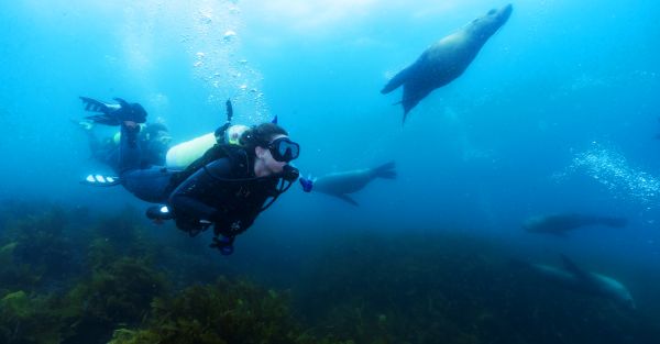 The best diving sites in NSW | Visit NSW