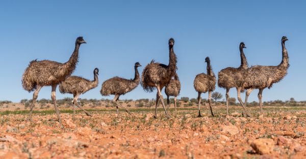 12 must-do experiences in Outback NSW’s Corner Country