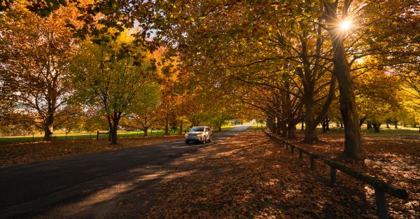 The best places to see NSW's autumn colours | Visit NSW