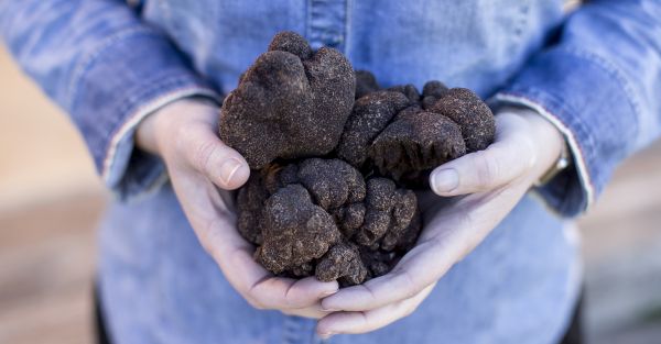 Where to go truffle hunting in NSW | Visit NSW