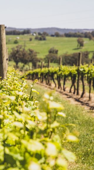 Tumbarumba, Snowy Mountains - Accommodation & things to do | Visit NSW