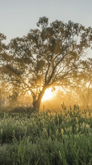 Balranald, The Murray – Accommodation, things to do & more | Visit NSW