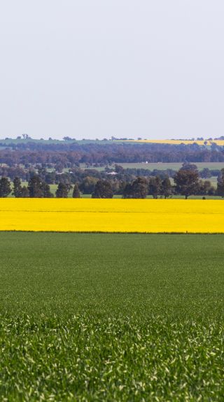 Coolamon, The Riverina - Accommodation, things to do & more | Visit NSW