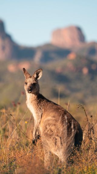 Dunedoo, Warrumbungle area – Accommodation, things to do & more | Visit NSW