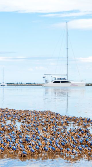 Iluka, Clarence Valley – Accommodation, things to do & more | Visit NSW